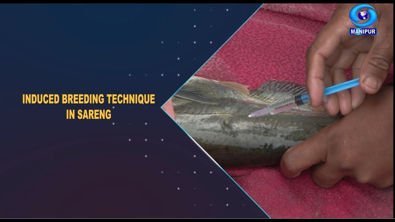 Agriculture Programme (Loubuk Maikei Panglashi) | Induced Breeding ...