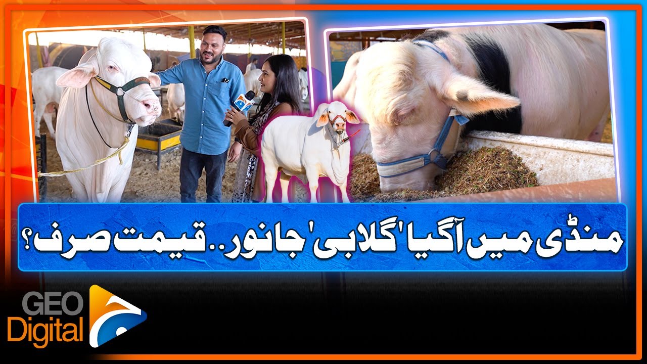 Maweshi Mandi 2024: Heavy bull worth 80 lacs | What are the low-budget ...