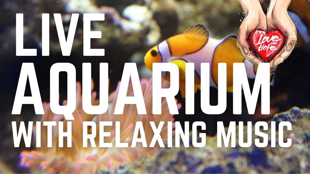 HD 4K Live Blue Aquarium wallpaper with relaxing loop music - YouTube