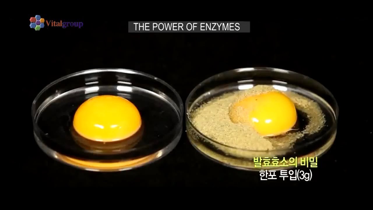 Vital Enzyme -MeVital- DEMO GT SP VITAL ENZYME'S#3 - YouTube