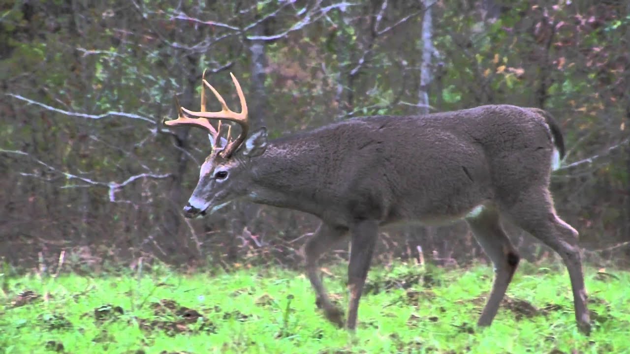 Buck chasing does.mp4 - YouTube