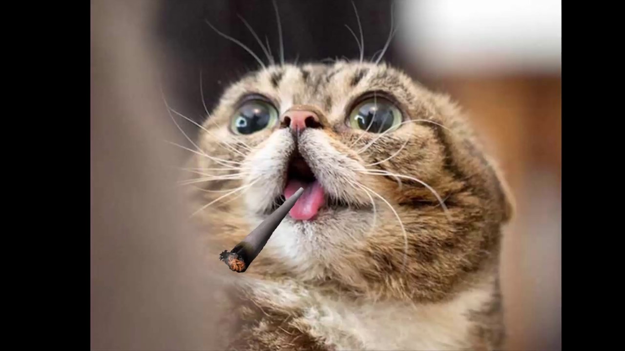 Gato maconheiro e o Cachorro doidão - 4:20 - YouTube