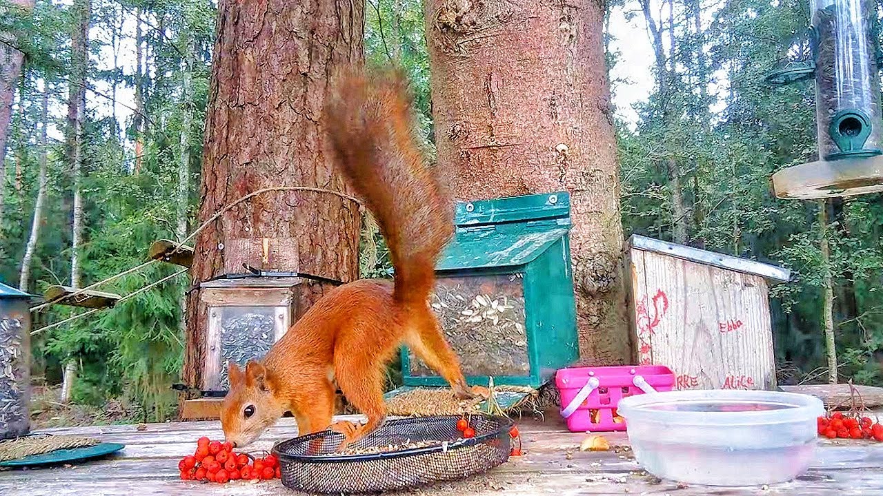 The squirrels and birds daily | A strange squirrel | Relaxing video 🐿️🐿 ...