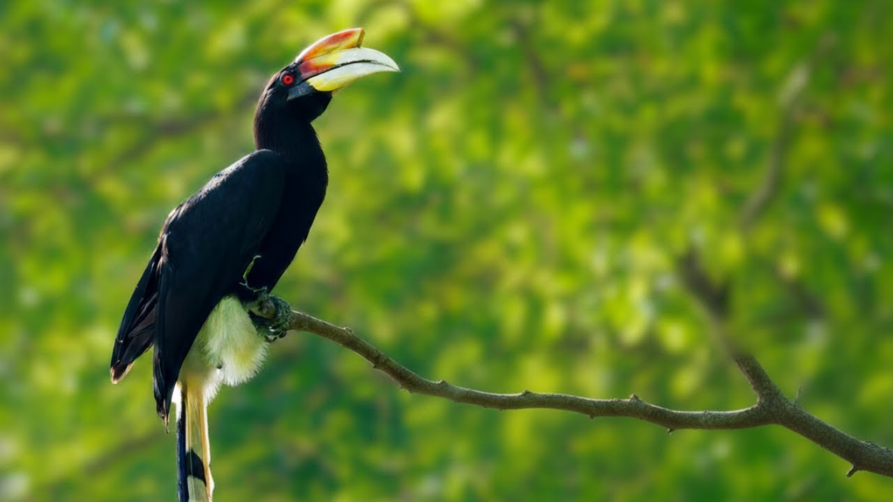 Birdwatching: Rare Rhinoceros Hornbill | First Wild Sighting in more ...