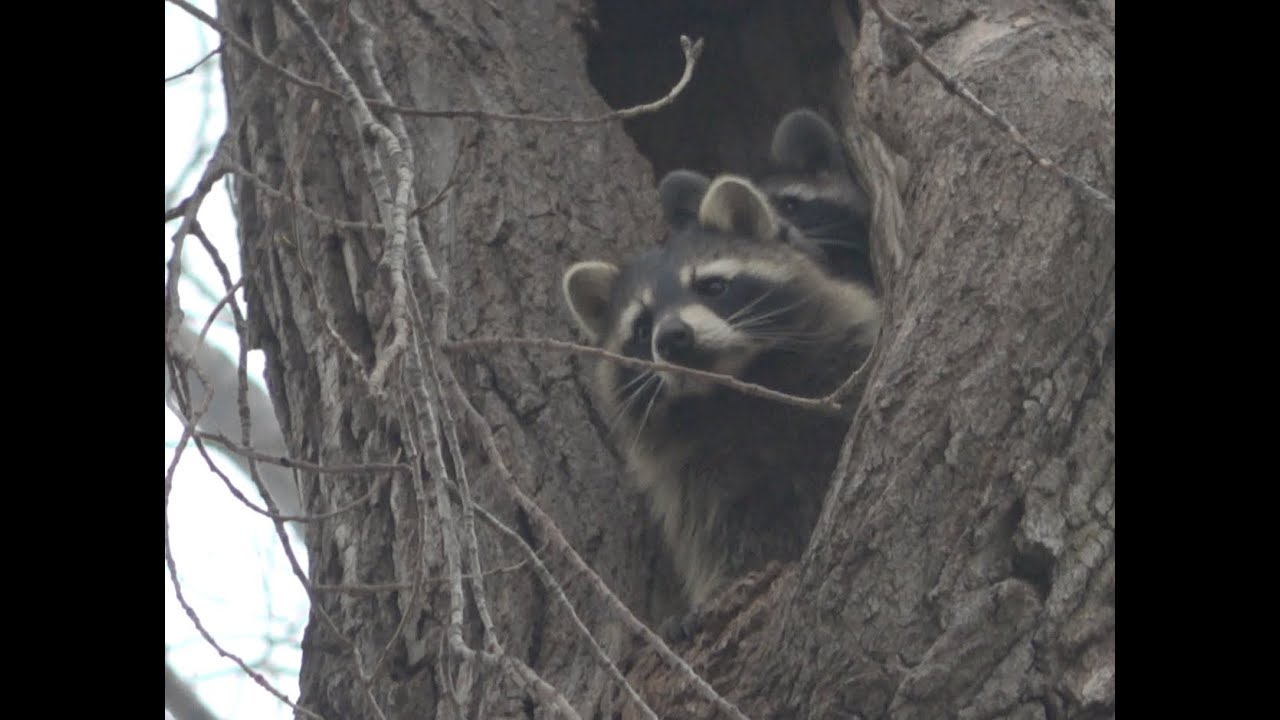 Calling All Coons! Daytime Raccoon Calling-- Episode 2 - YouTube