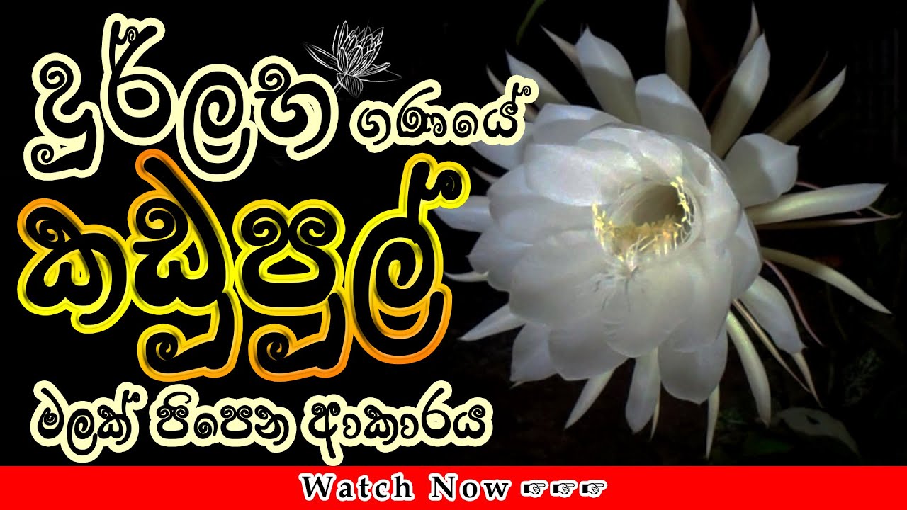 Kadupul Blooming- The queen of the night | කඩුපුල් මල පිපෙන හැටි - YouTube