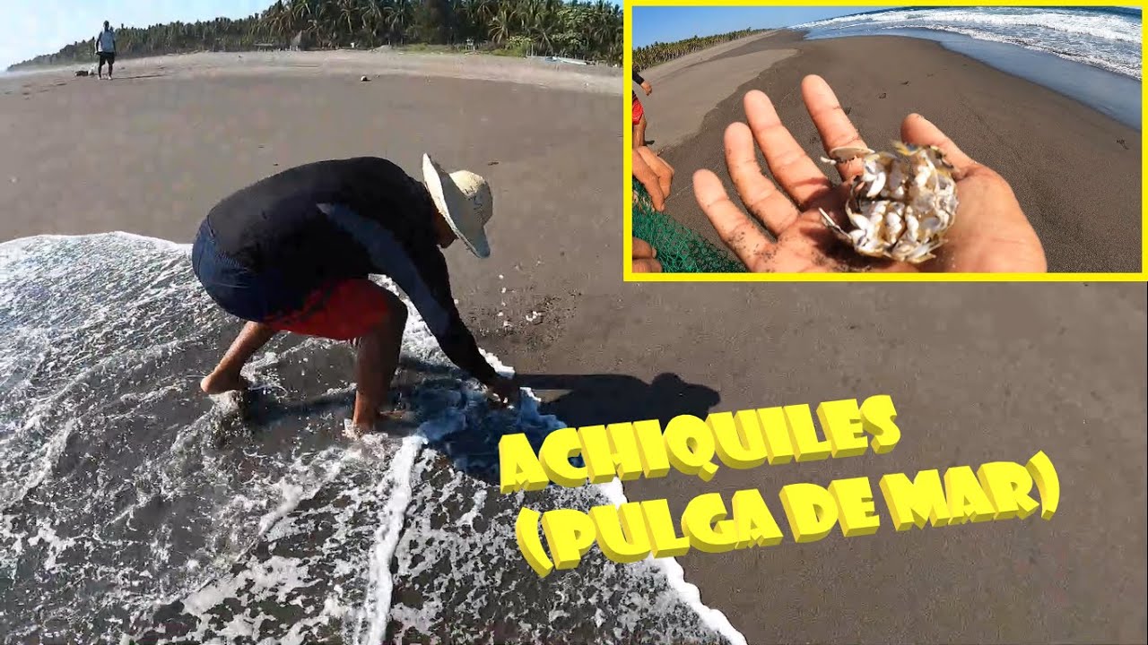 Así se CAPTURAN LOS ACHIQUILES (Pulga de Mar) en la orilla de la playa ...