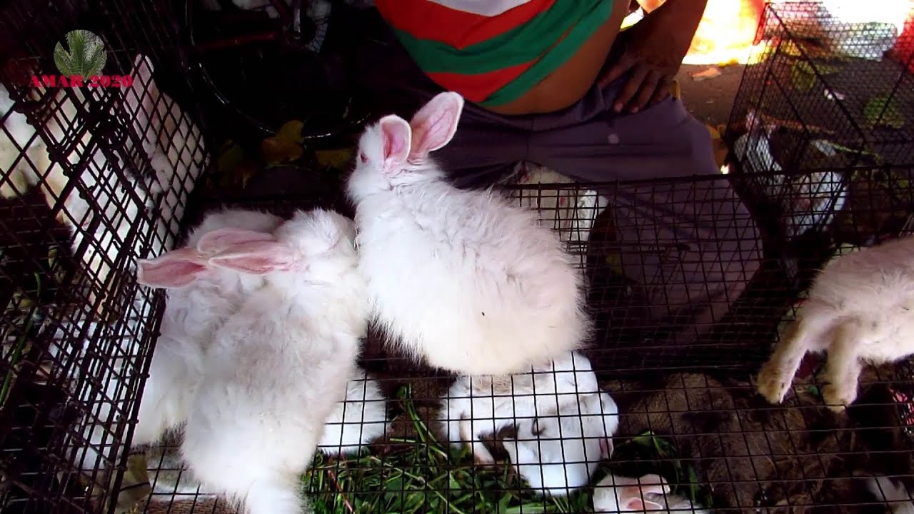 RABBIT SELLER OF GALIFF STREET PET MARKET KOLKATA INDIA | 31ST MARCH ...