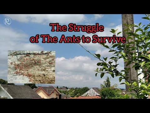 The Struggle of The Ants to Survive - YouTube