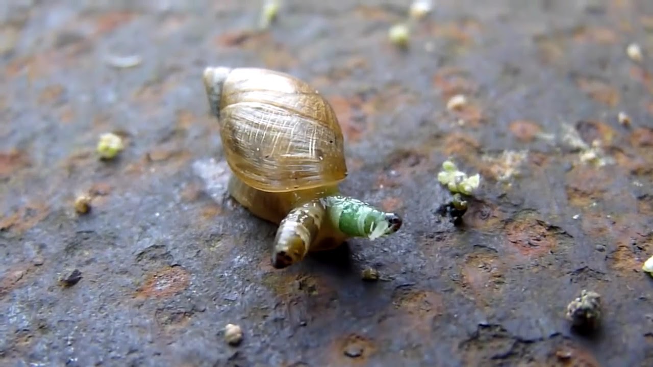 Leucochloridium paradoxum - YouTube