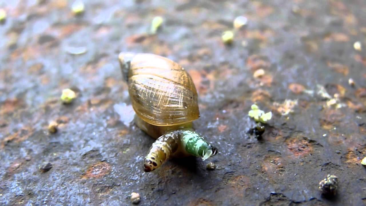 Leucochloridium paradoxum - YouTube