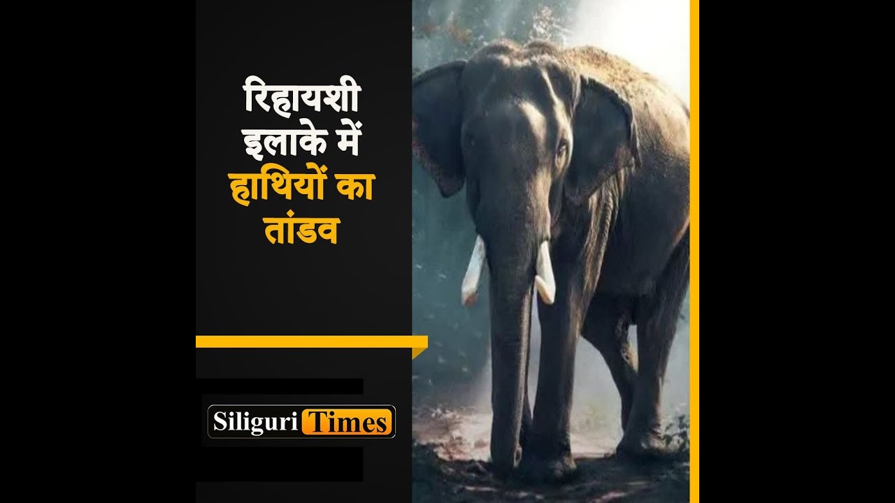 Wild elephants rampage through residential area in Falakata (Hindi ...