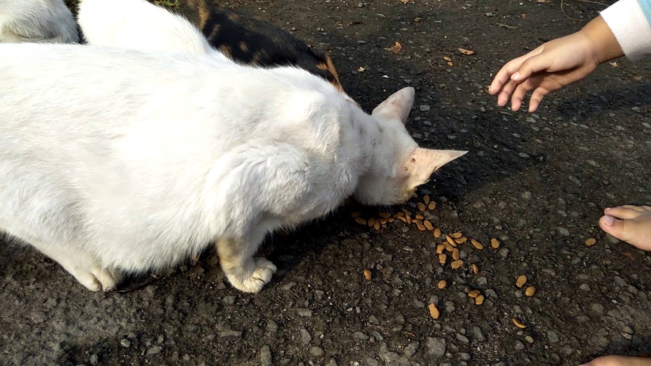 Kucing odd eye(3) - YouTube