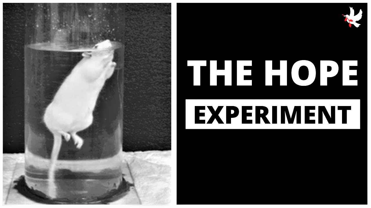 The Hope Experiment!! - YouTube