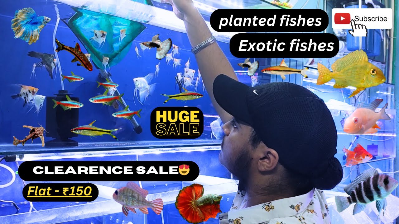 EXOTIC FISHES IN DELHI | WATER WORLD FISH AQUARIUM | IMPORTED FISHES ...