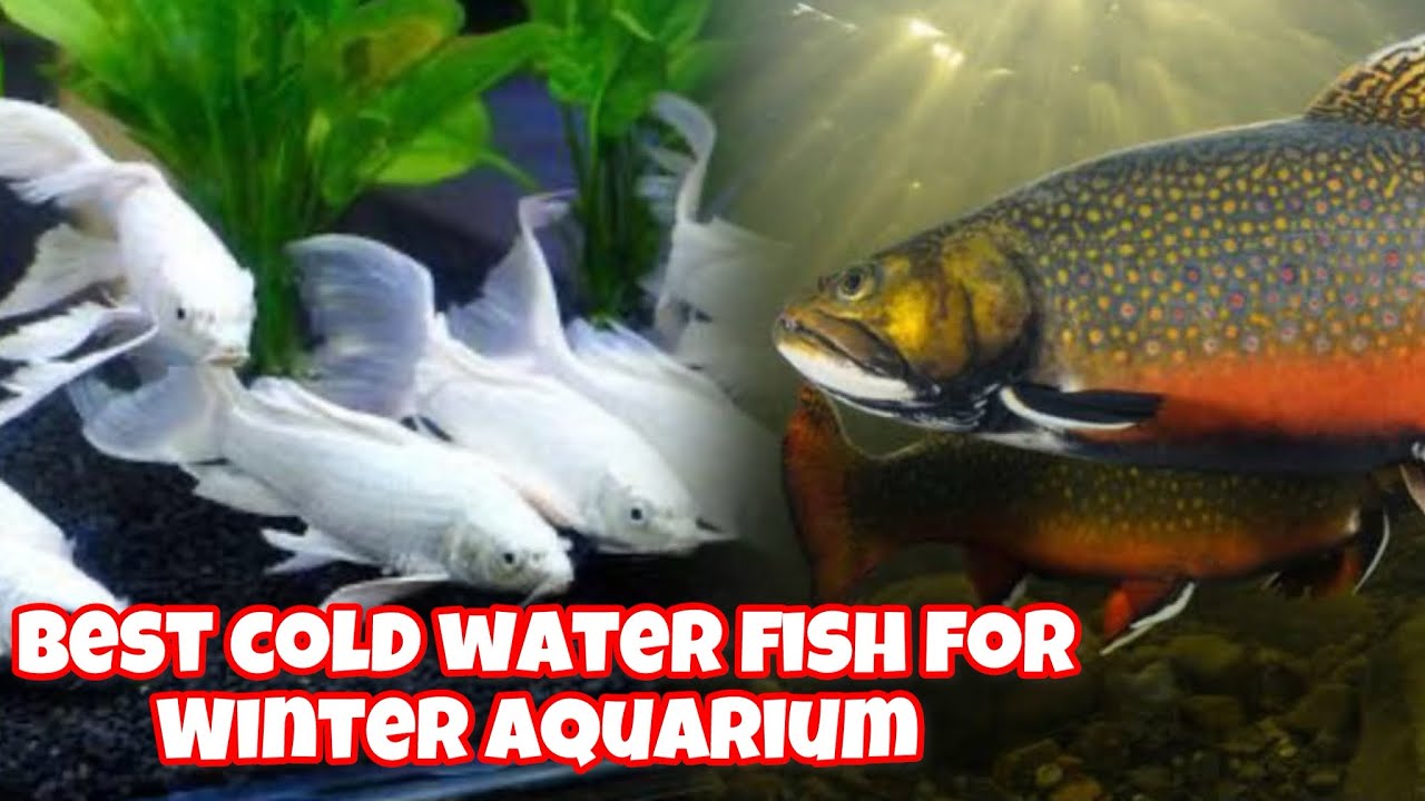 Best Coldwater Fish For Aquarium In Winter - YouTube