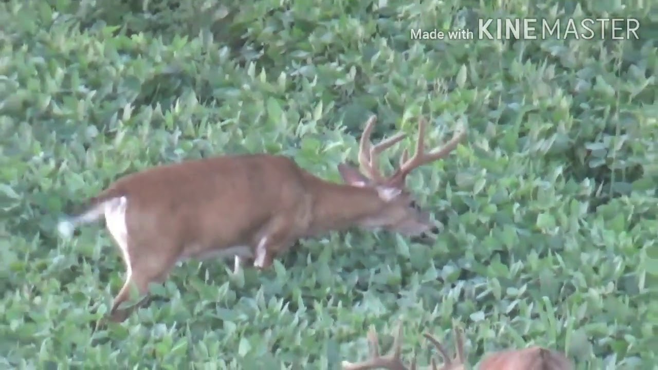 Broadcasting Oats and Velvet Scouting Bucks - YouTube