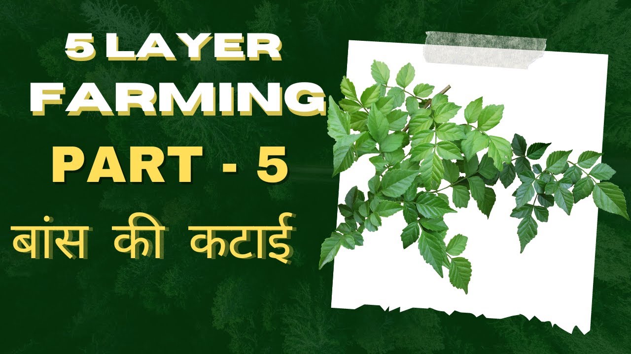5 LAYER FARMING | बांस की कटाई | PART 5 | BAMBOO CUTTING - YouTube