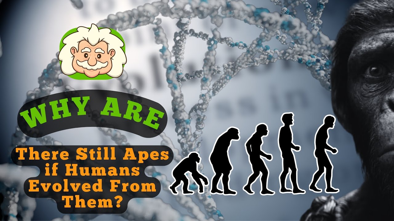 Why Are There Still Apes if Humans Evolved From Them? What evolution really says about us and ...