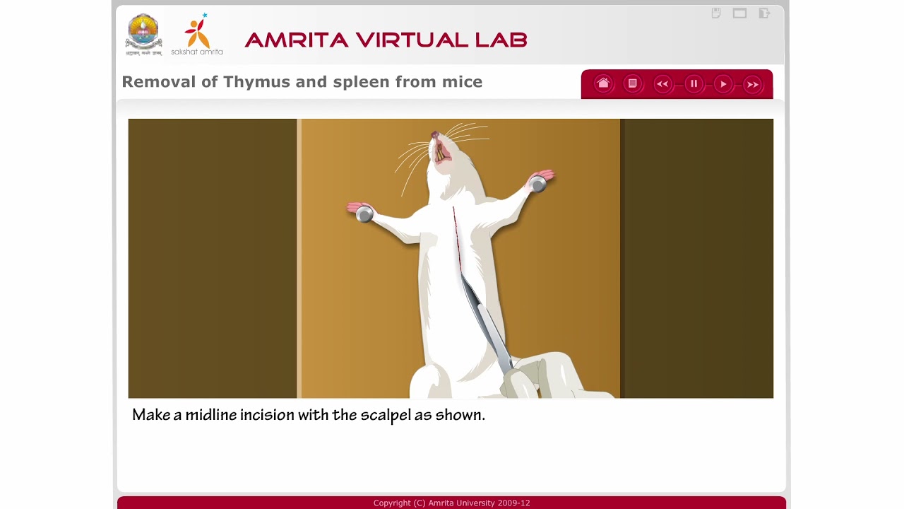 Removal of Thymus and Spleen from Mice - YouTube