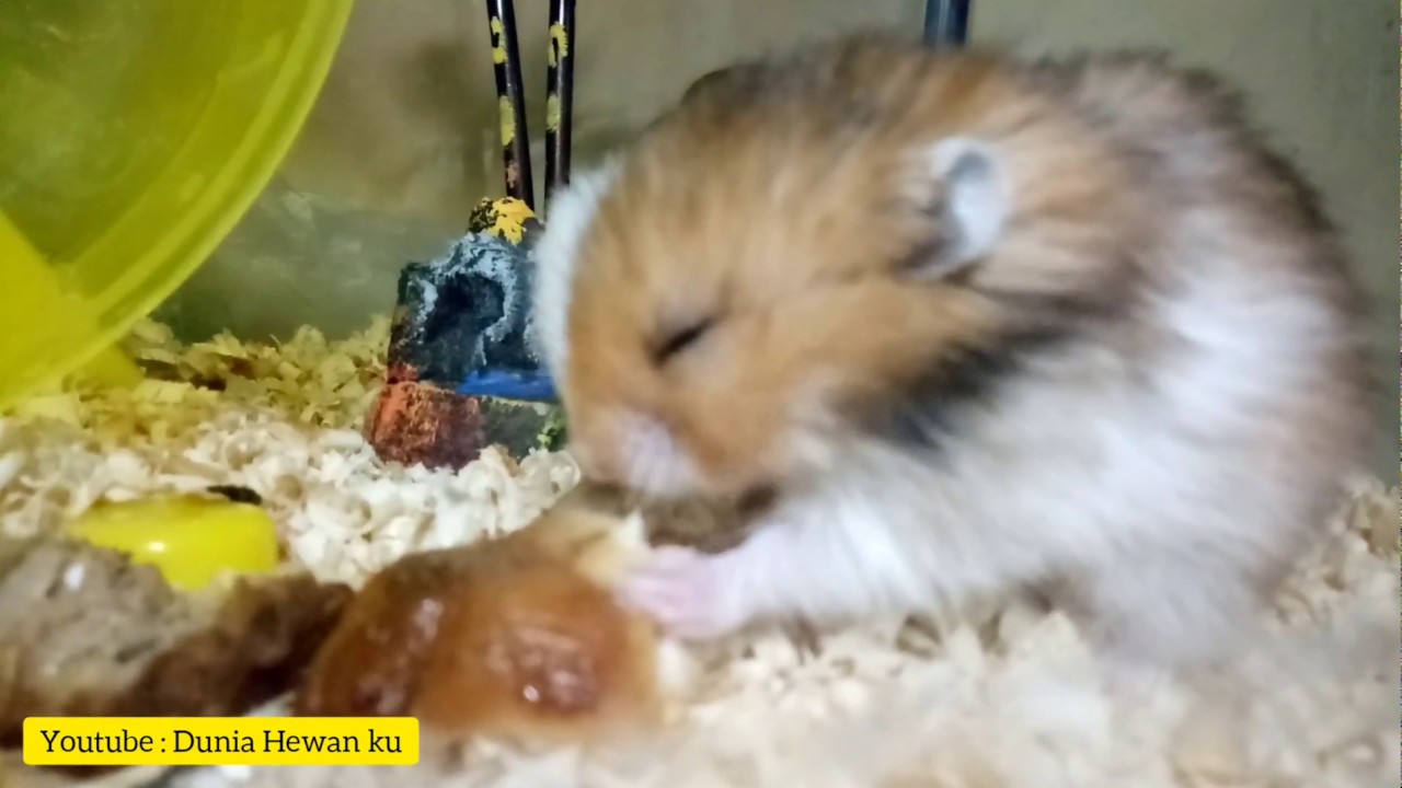 Hamster eat fried chicken - YouTube