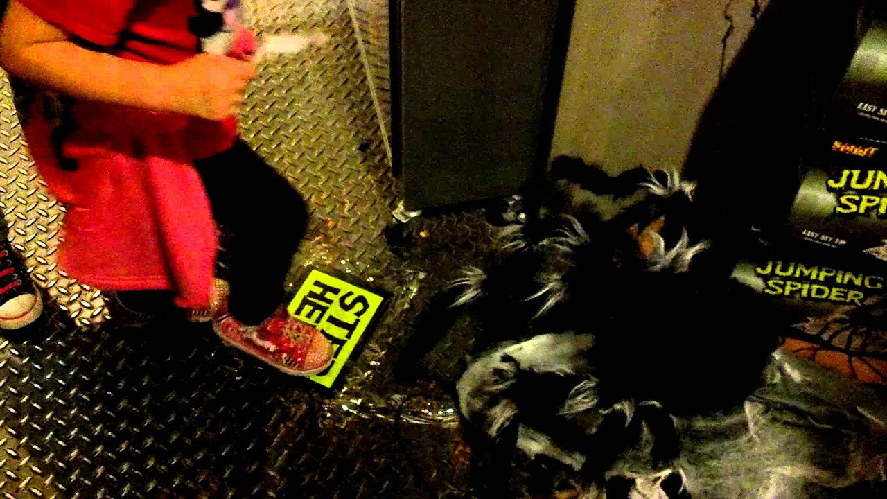 Spider attacks child - YouTube