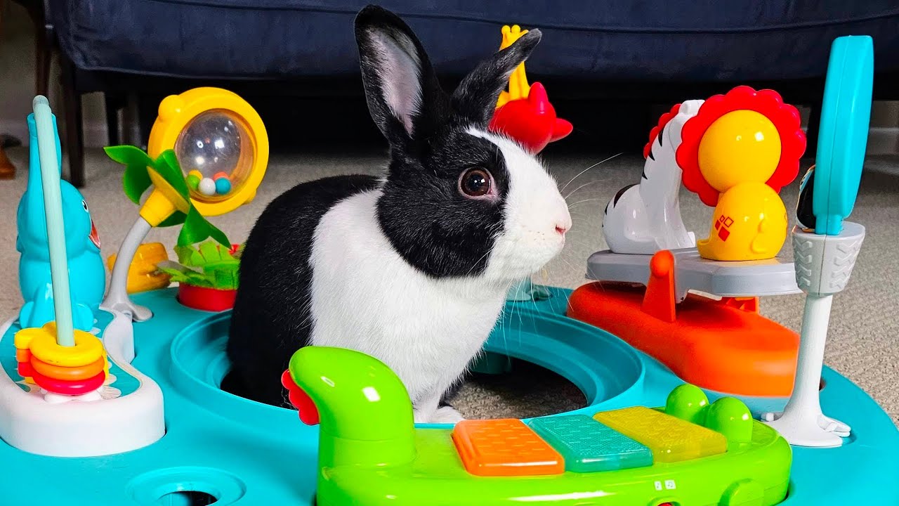 Rabbit jumper toy = fun now, insanity later - YouTube