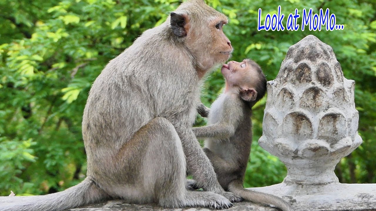 Baby monkey MoMo is adorable when she does this with Mom Malika. - YouTube