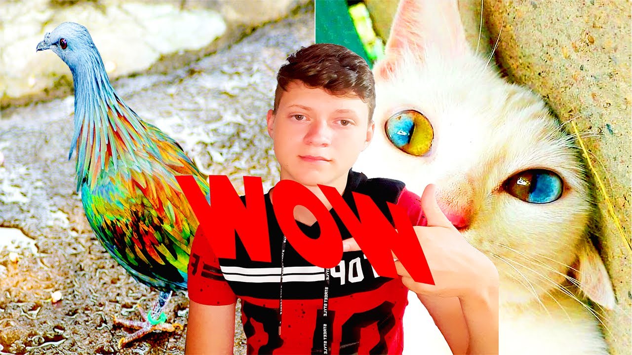 Cele mai deosebite animale din lume! - YouTube