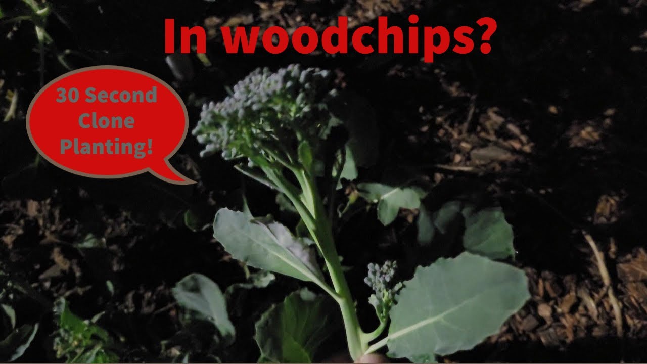 Clone Wars! The Broken Broccoli Saga Continues - YouTube