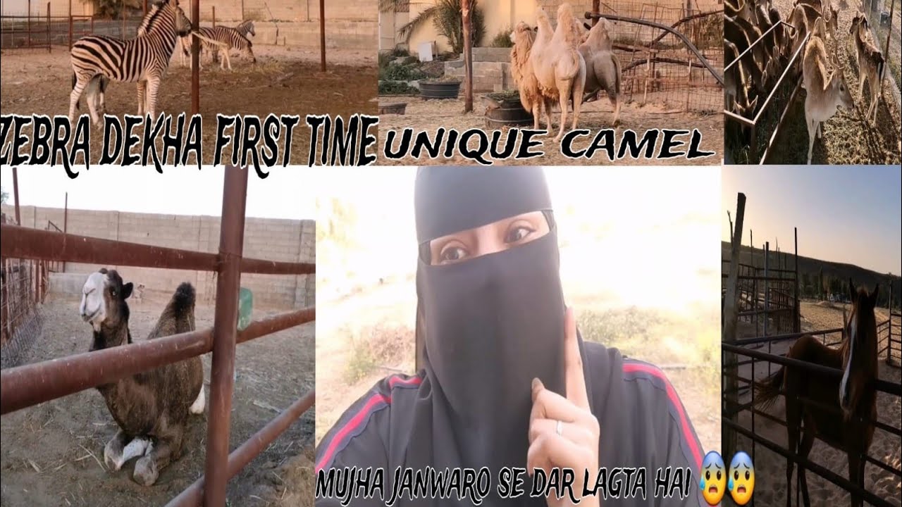 visit a mini zoo in saudia Arabia vlog ️🦓🐎🐏🐫🐪🐓🐔🦃 - YouTube