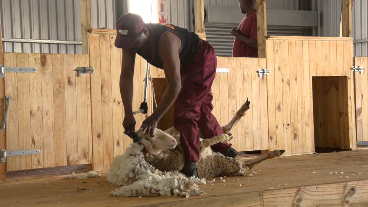 Só skeer jy skaap! - YouTube