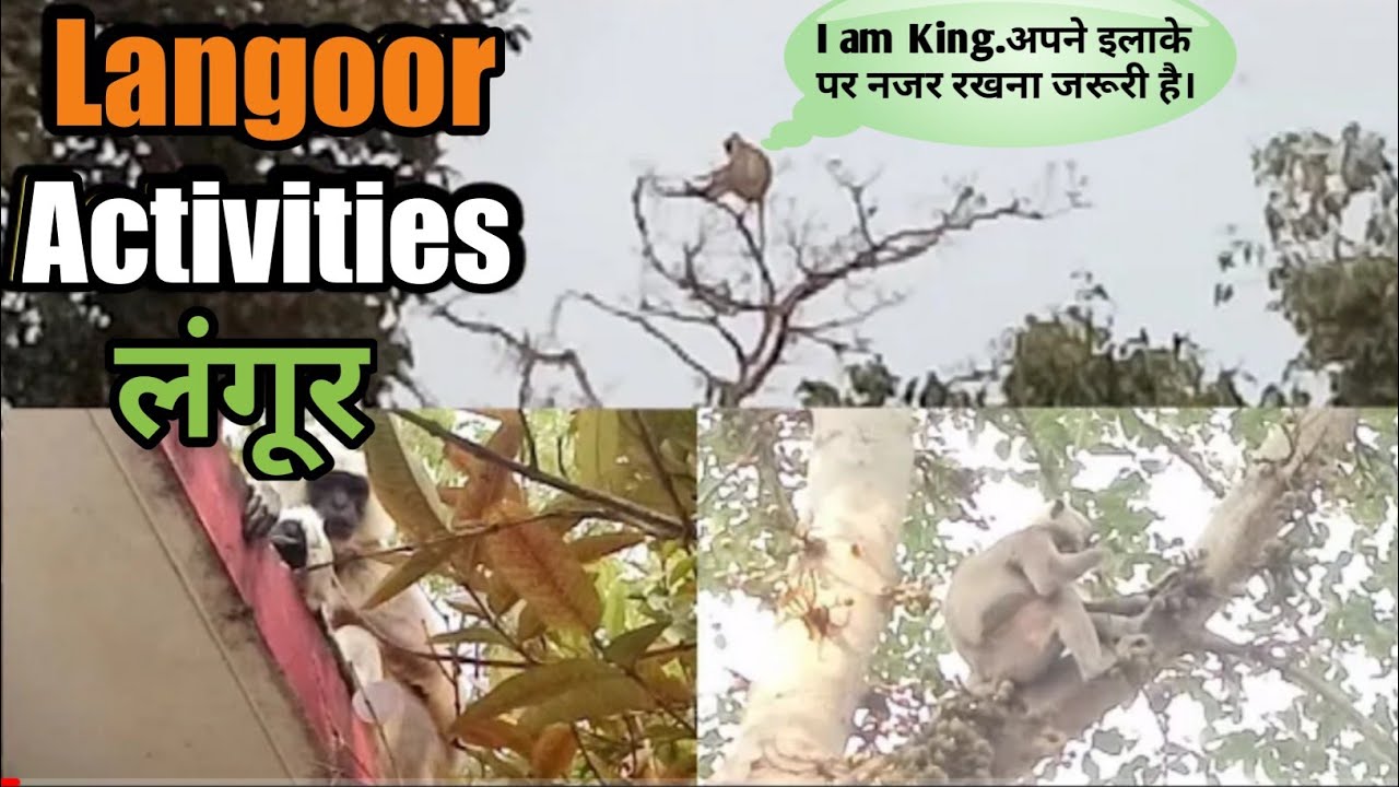 Langoor Activities. Langoor. Langur.Langoor Bandar.Langoor Monkey ...