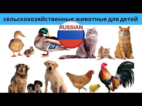 Rusça çiftlik Hayvanları  | Animals Sound Song For Kids