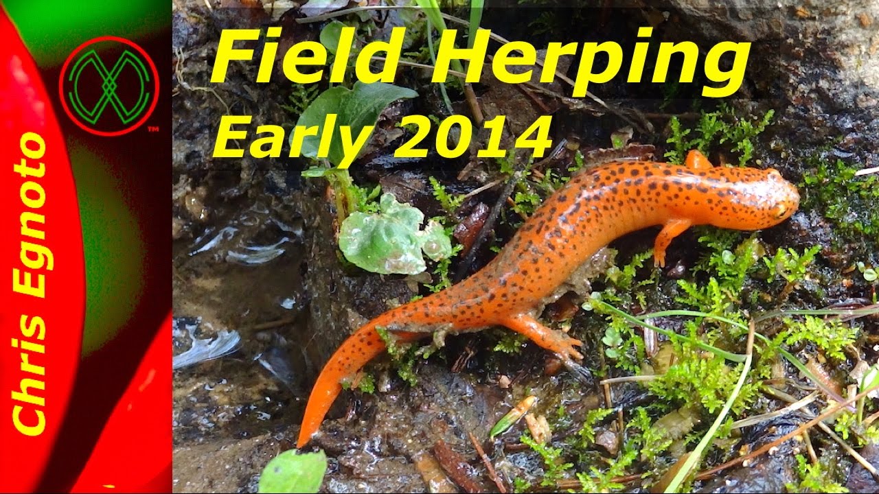 Field Herping 2014! (looking for reptiles and amphibians) - YouTube