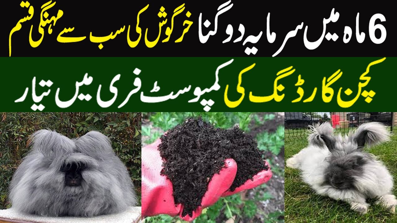 Angora Rabbit Farming in Pakistan | Angora Rabbit Business in Pakistan ...