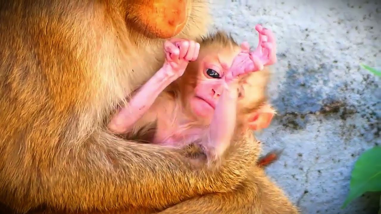 Oh No! Baby Monkey's First Climbing Fail is Too Cute - YouTube