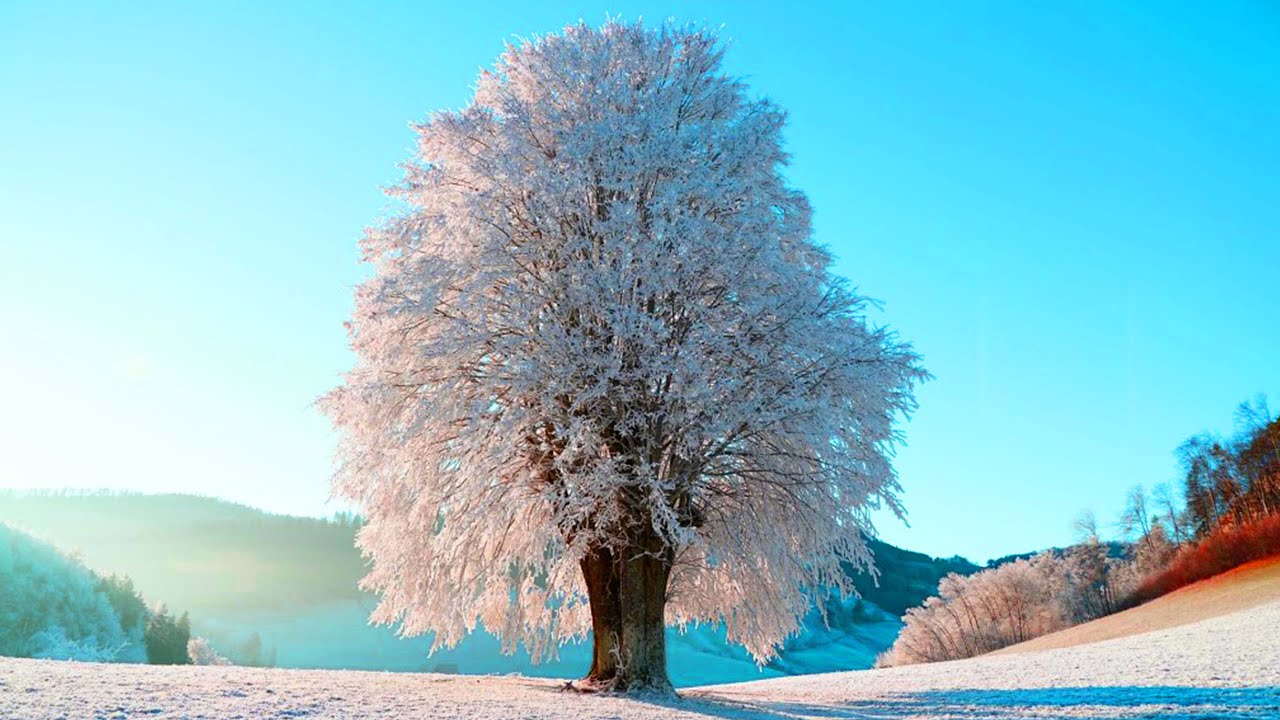 🌳 Winter trees Relaxing Piano Music - Snow Scene Sleep Music ...