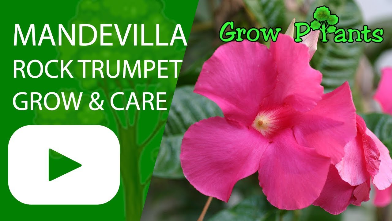 Mandevilla - Rock trumpet - growing and care - YouTube