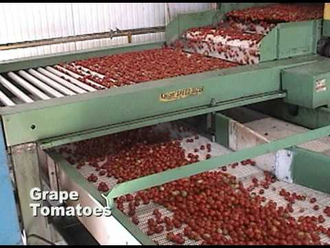 Kerian Grader Sorting Tomatoes by Size - YouTube