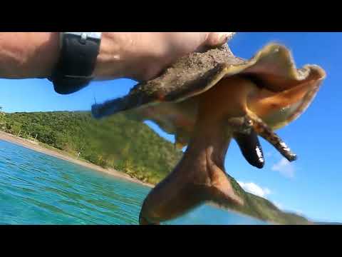 St. Kitts and Nevis snorkeling videos