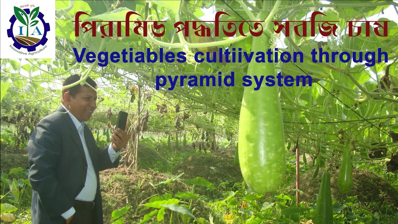 পিরামিড পদ্ধতিতে সবজি চাষ I Vegetables Cultivation through Pyramid ...