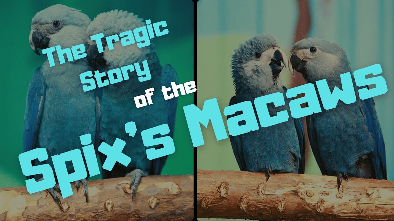 The Tragic Story of Spix's Macaw - YouTube