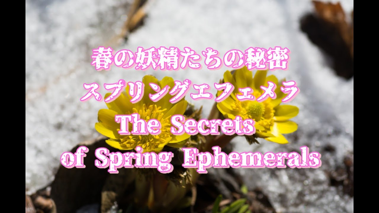 4K 春の妖精たちの秘密 スプリングエフェメラル The Secrets of Spring Ephemerals - YouTube