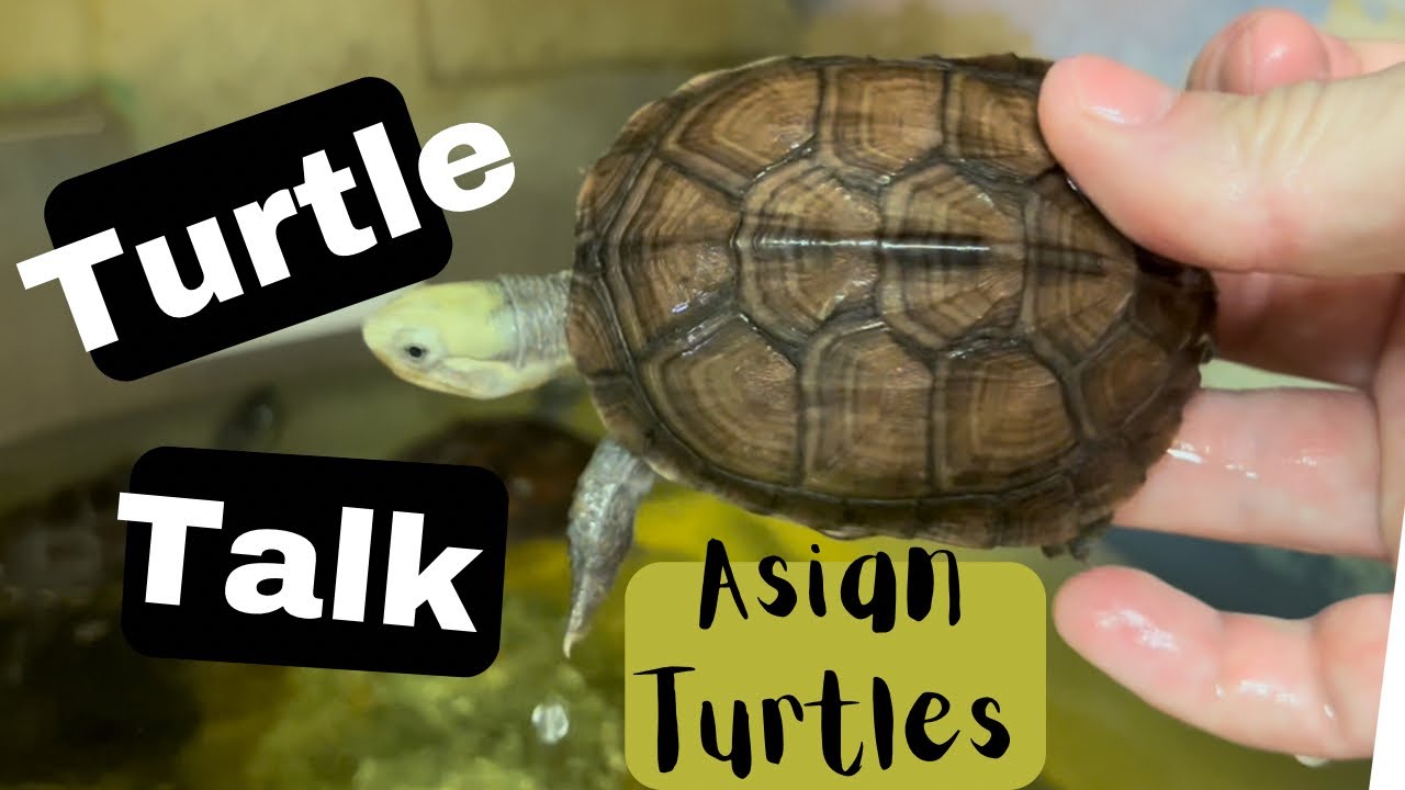 Show and Tell Turtles - YouTube