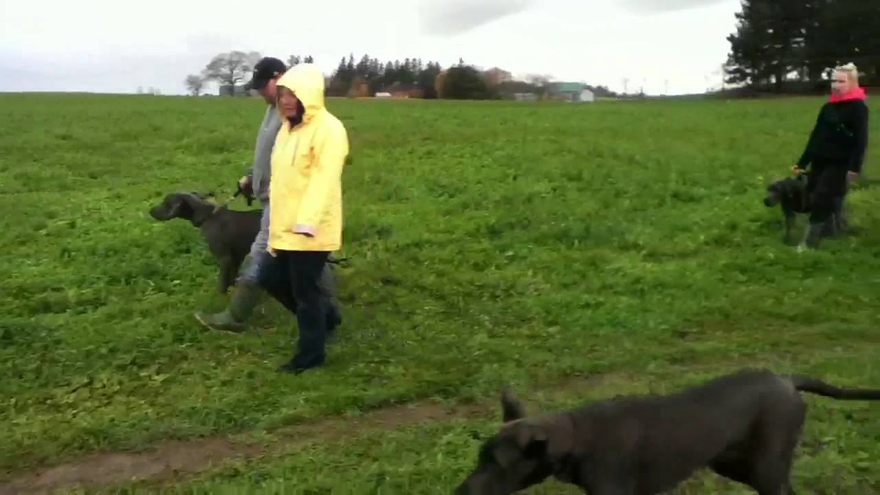 Dantry Danes walk - YouTube