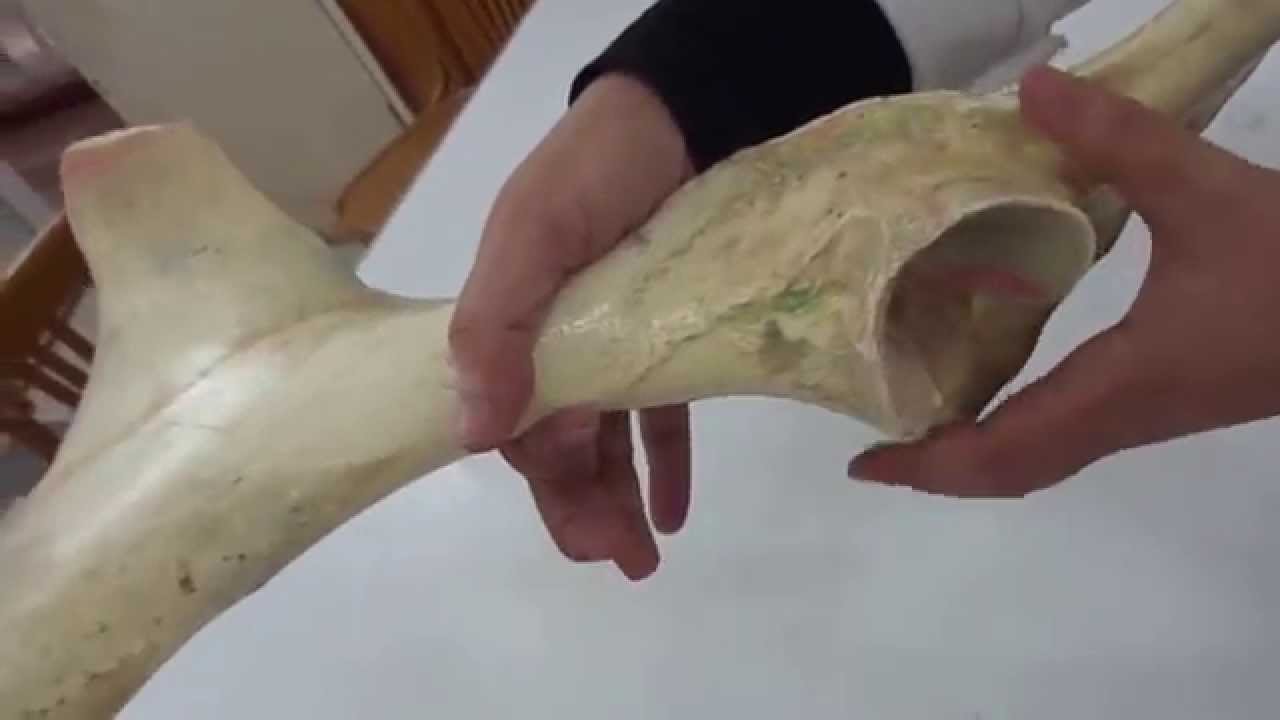 os coxae bone - YouTube