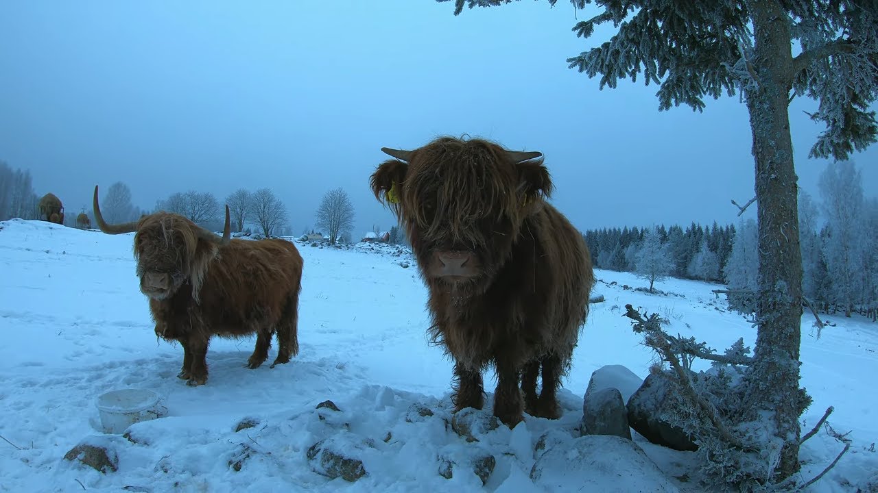 Scottish Highland Cattle In Finland: Snowy field and cows 16th of ...