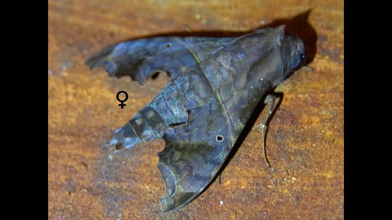 ♀ Mournful Sphinx / ♀ Alevilla Cola de Abanico (Enyo lugubris) - YouTube