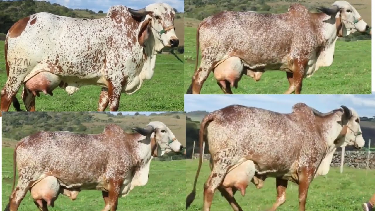 Ultimate Milking Cow Breed: Brazilian Gyr and Indian Gir Cows - YouTube